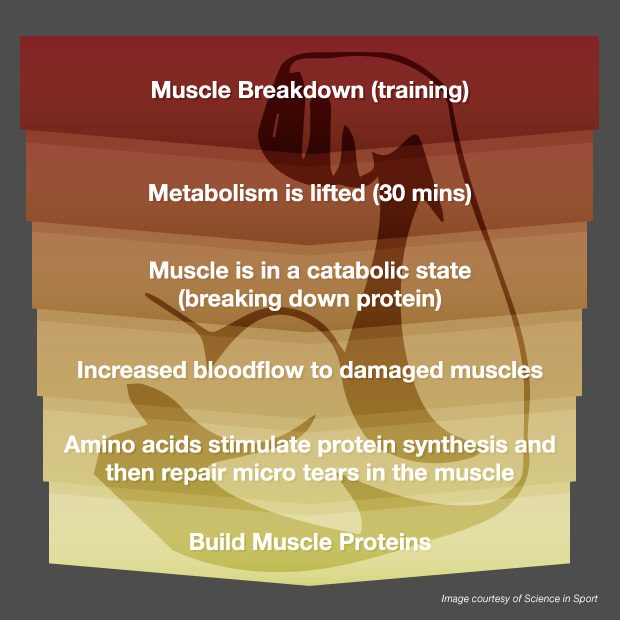 The Science Behind Rebuilding Muscle